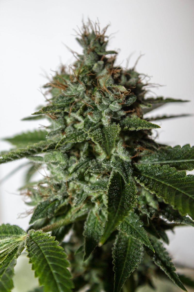 PRO FILES: GREEN TEAM GENETICS – Life Hack: Your Story, Experience, etc ...