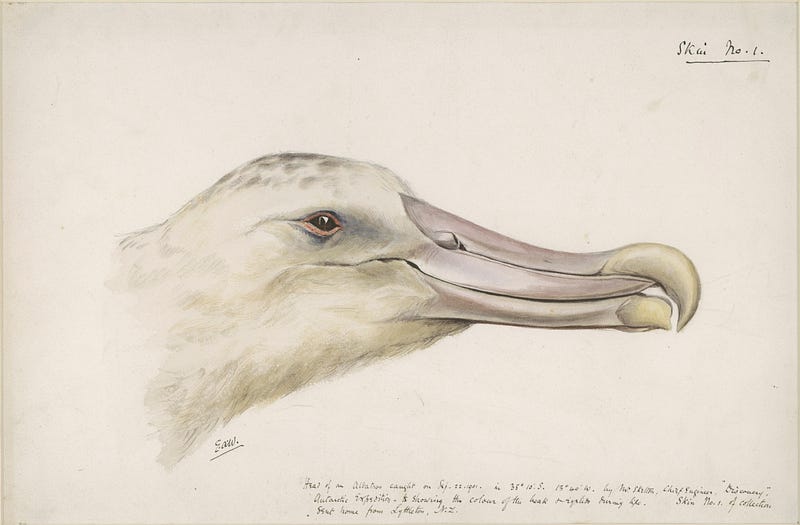 “Albatross!” The legendary giant seabird — Cambridge Animal Alphabet ...