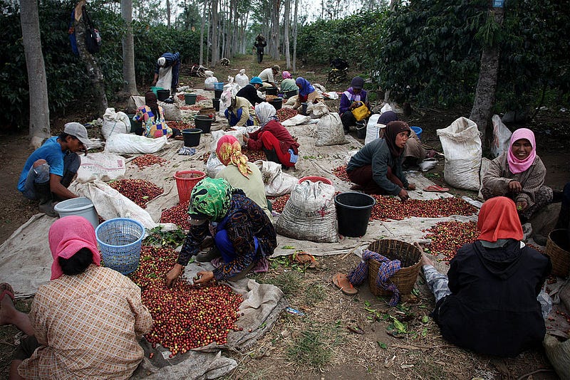 Kopi Luwak: The Good and the Bad of Civet Poop Coffee