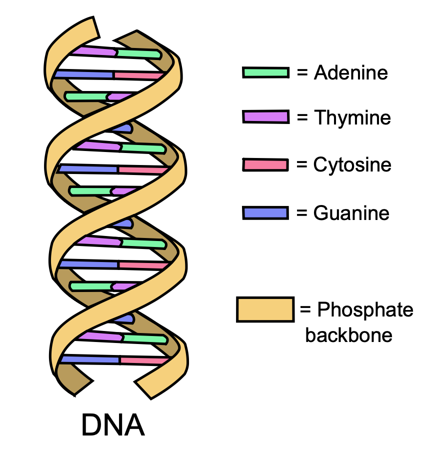 DNA Data Storage | Bitcoin Insider